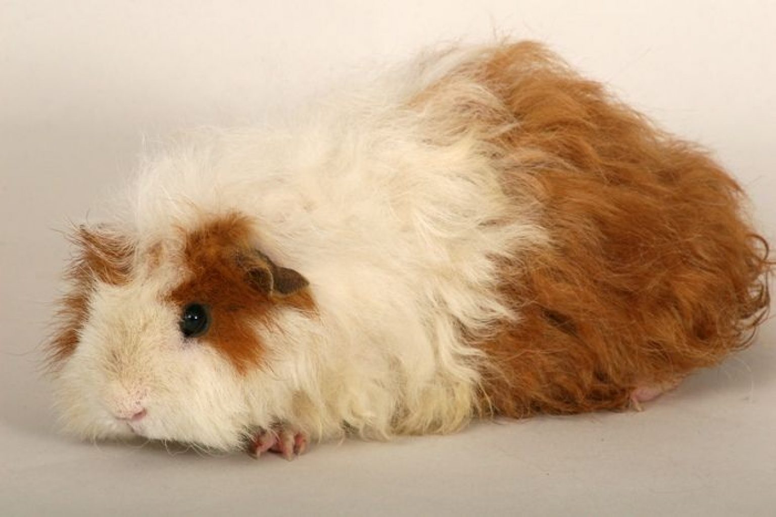 Texel Guinea Pig Guide (2026) Pet Guinea Pigs Cavies Care Textile